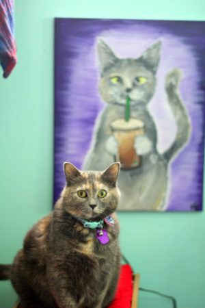 How to Create a Fun Cat Corner for Your Fur Baby - Jen Around the World